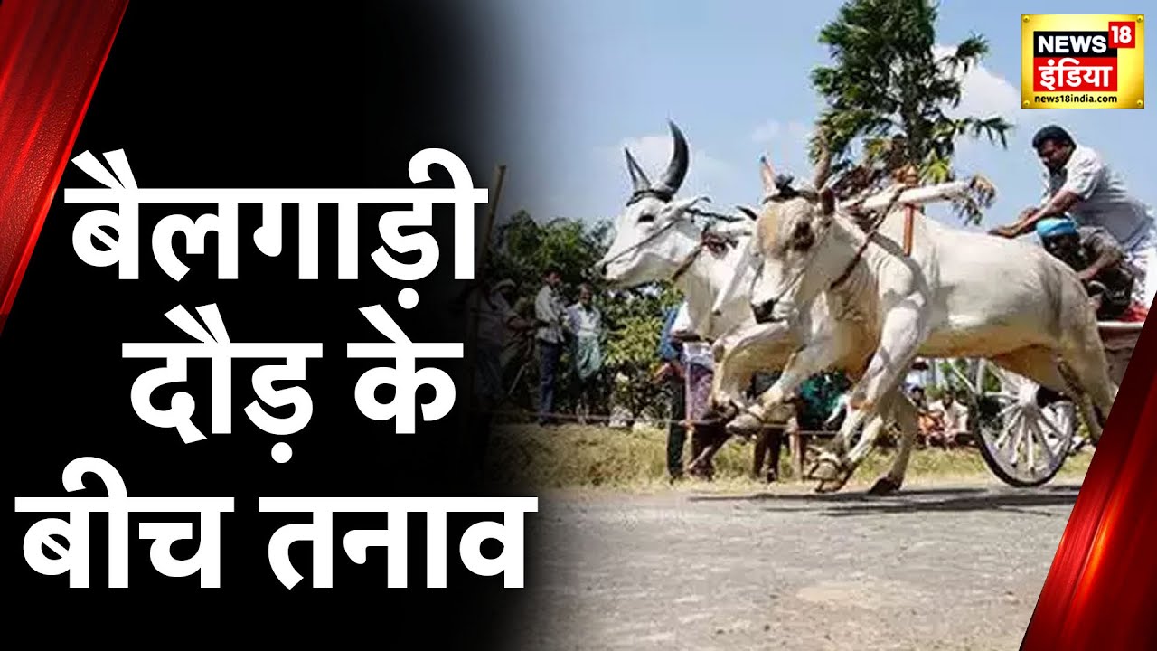 Maharashtra News: Thane में अंबरनाथ में बैलगाड़ी दौड़ को लेकर दो गुट ...