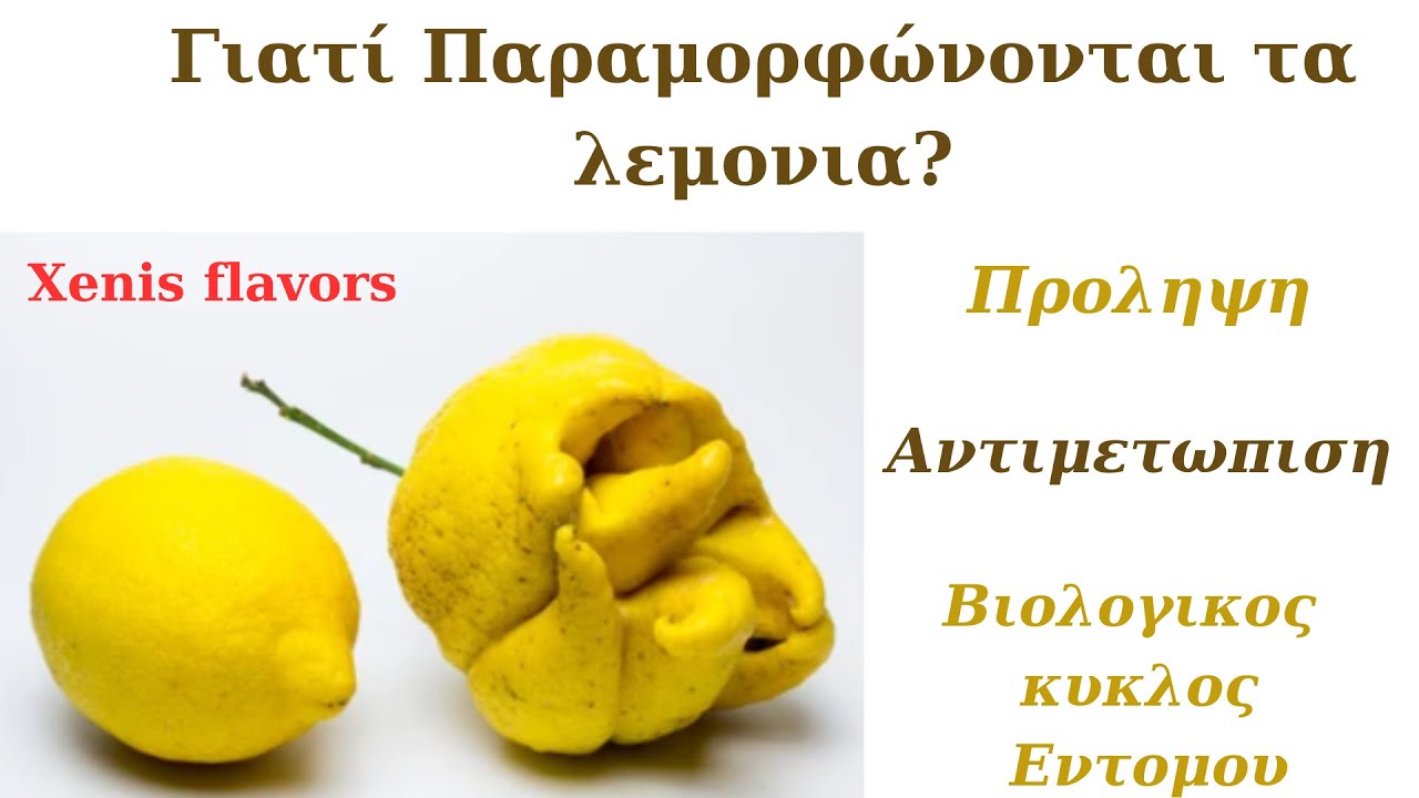 Γιατί Παραμορφώνονται τα λεμόνια μου?Πρόληψη, Αντιμετωπιση ...