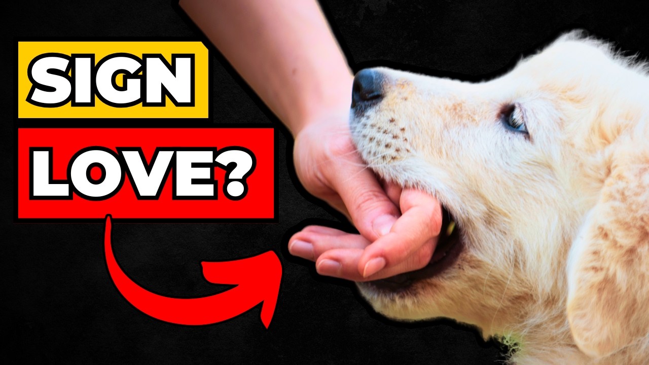 8 Signs Your Dog Trusts You Completely! - YouTube