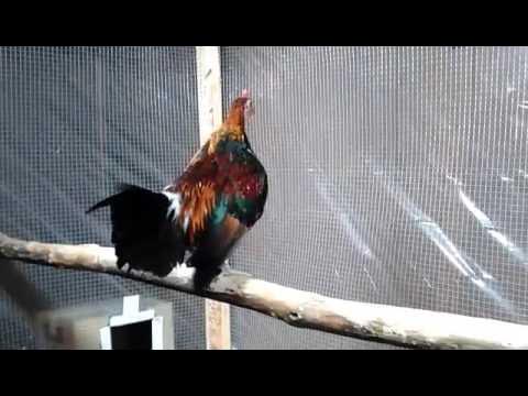 Laos pure jungle fowl crowing, qaib qus nplog teb - YouTube