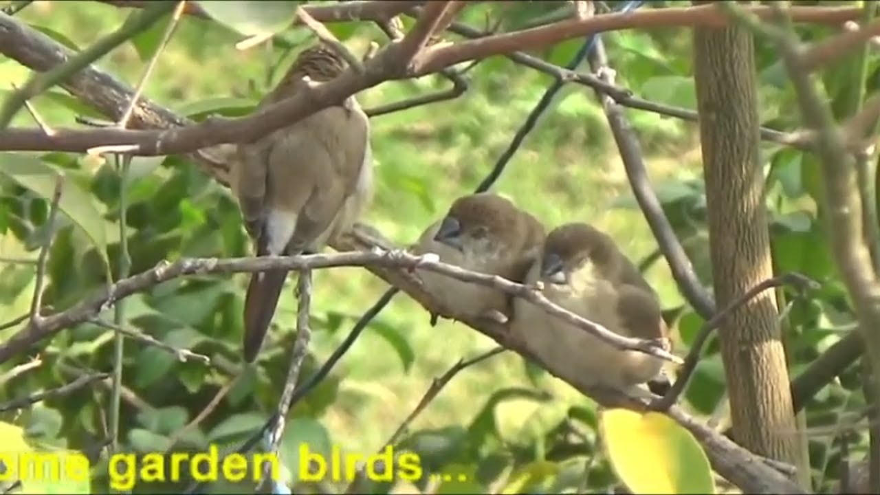 BBN CREATIONS Live Stream Birds in home garden - YouTube