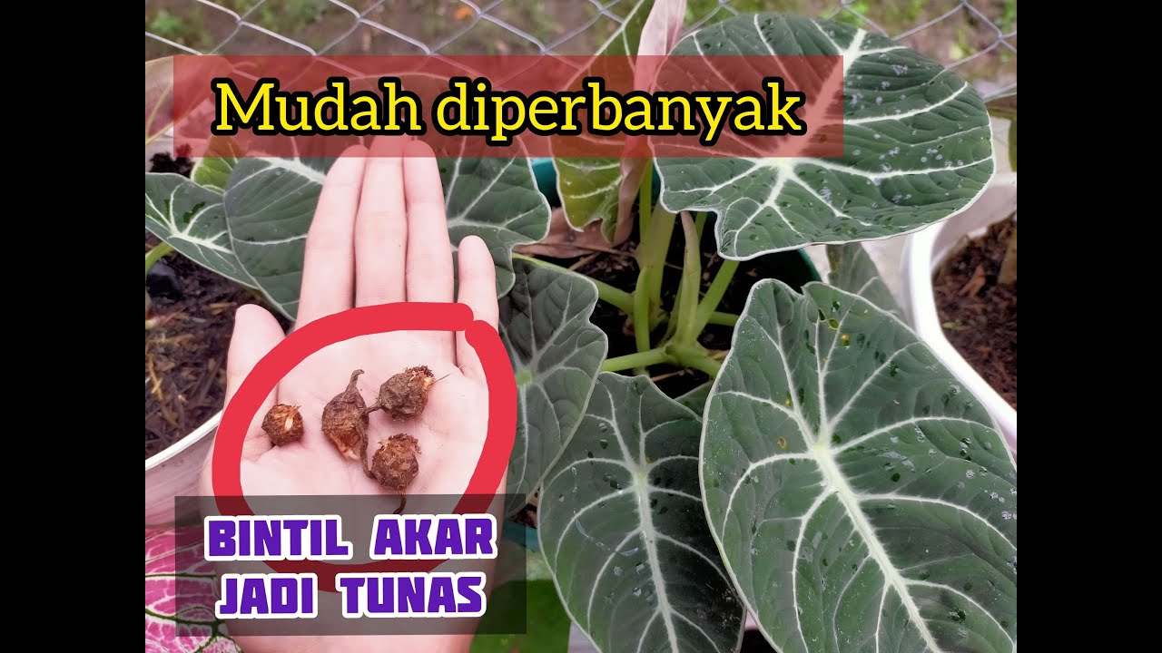 MENUMBUHKAN BINTIL AKAR ALOCASIA BLACK VELVET HINGGA BERHASIL - YouTube