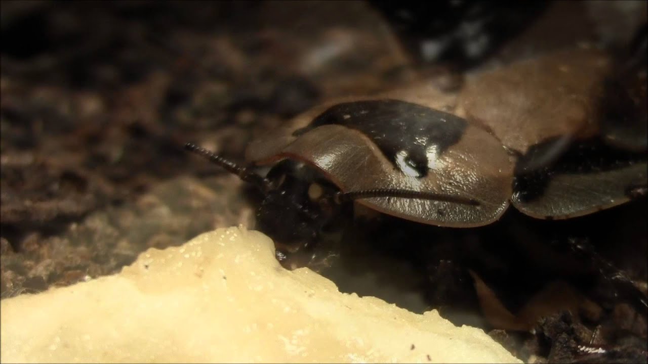 Blaberus sp hybrid eat - YouTube