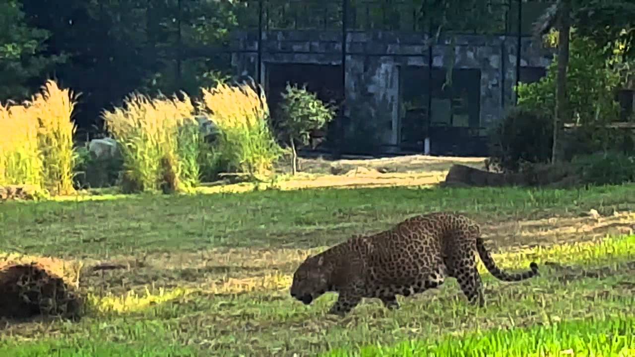 in pinnawala zoo Srilanka - YouTube