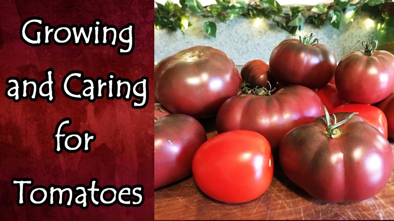 Growing and Caring For Tomatoes - YouTube