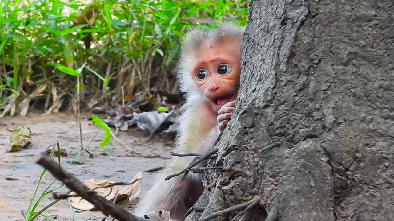 Oh my god, a new little baby monkey was attacked by ants all over his ...