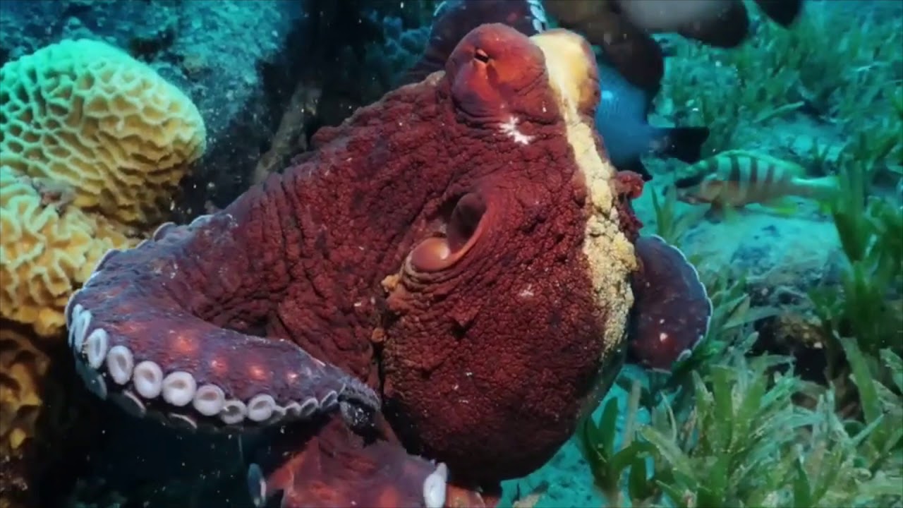 Octopus - Liquid Adventures Dahab, Egypt - YouTube