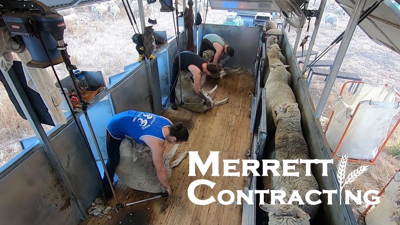Crutching Our Ewes | Australian Sheep Farming | Stockpro Livestock ...