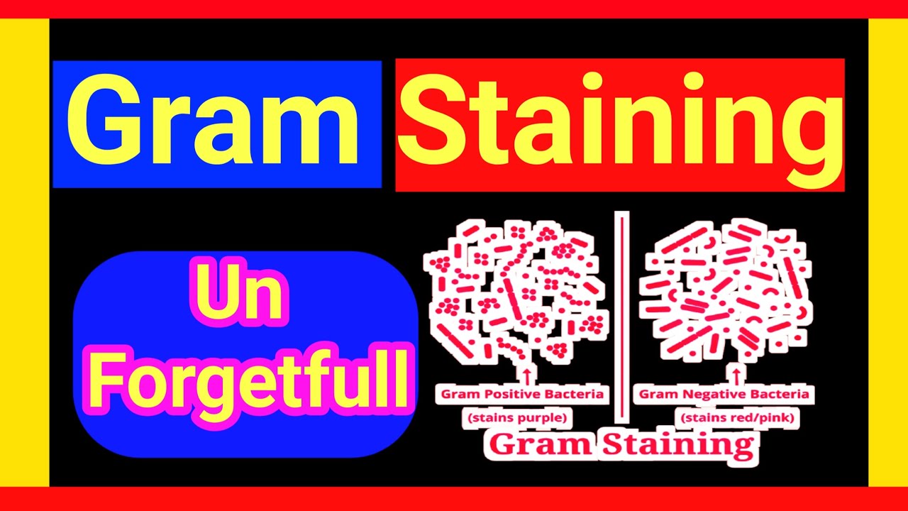 Gram Staining made easy and Unforgettable. Gram Positive | Gram ...
