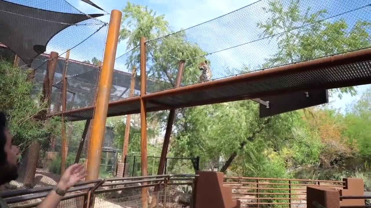 The Phoenix Zoo debuts ‘Big Cats of Arizona,’ a new habitat for ...