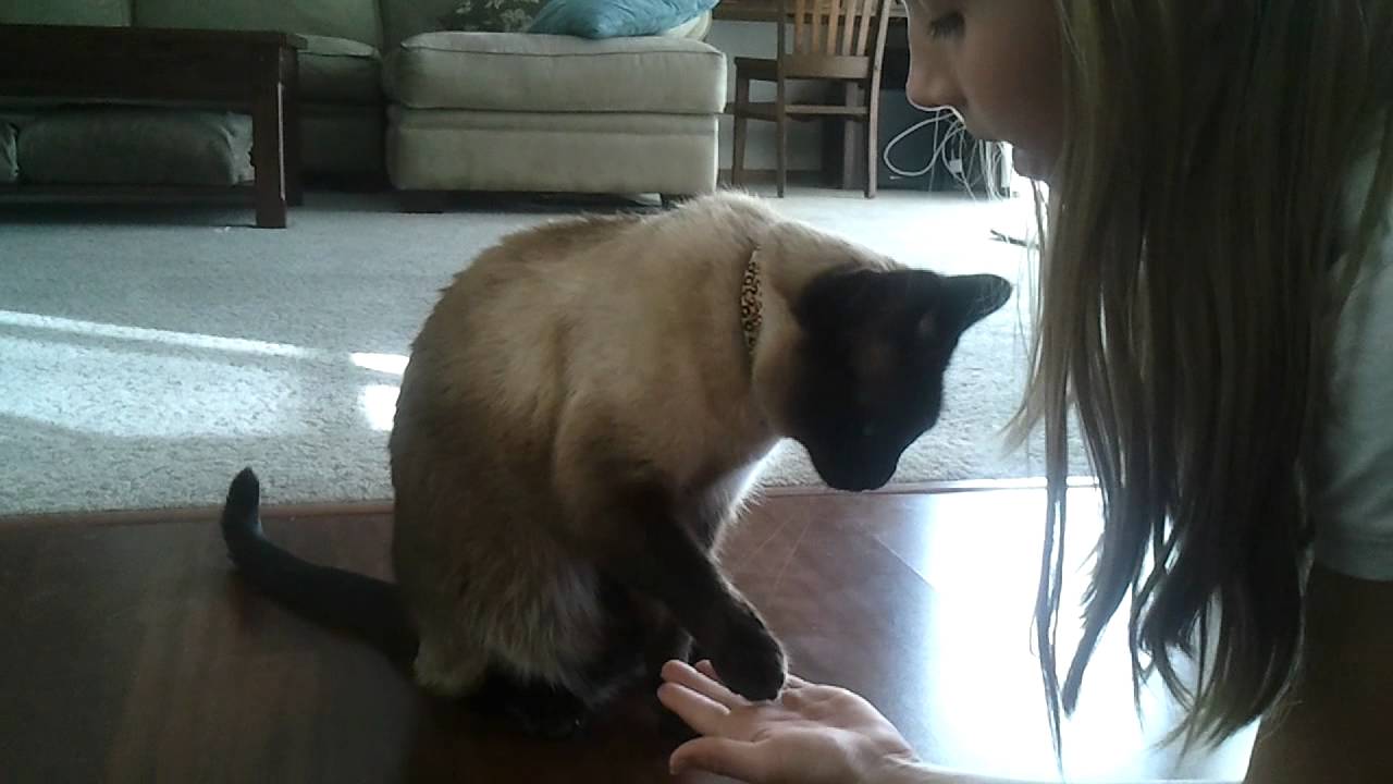 Mocha Siamese Cat Who 'Shakes' - YouTube