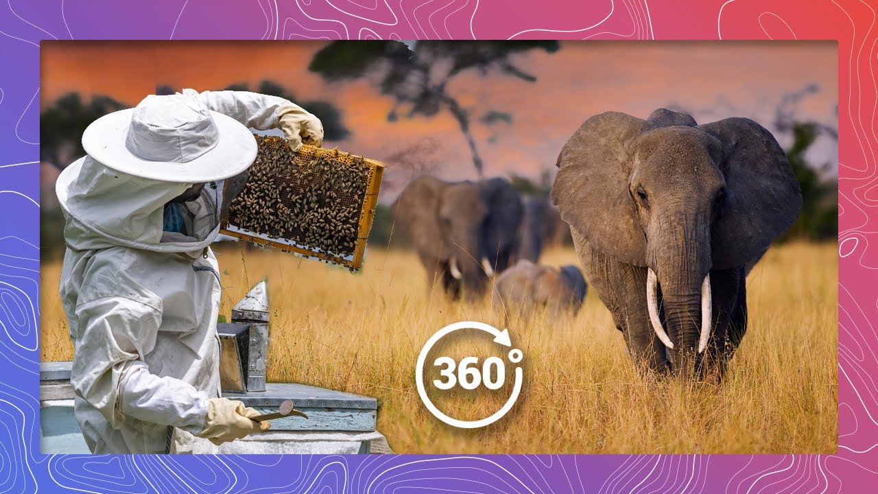 Saving Elephants with Honey Bees | Wildlife in 360 VR - YouTube
