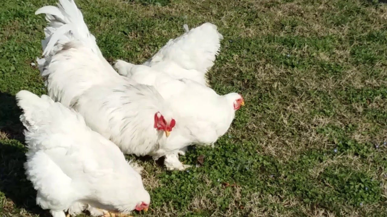 BRAHMA WHITE SPLASH - BRAHMA CHICKEN - CHICKEN BREEDS FARMA SKYDRA GR ...