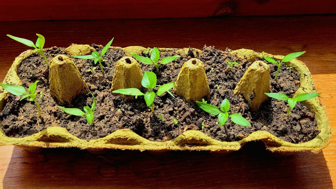 GERMINAREA SEMINTELOR SI PLANTAREA IN COFRAJ DE OUA - YouTube