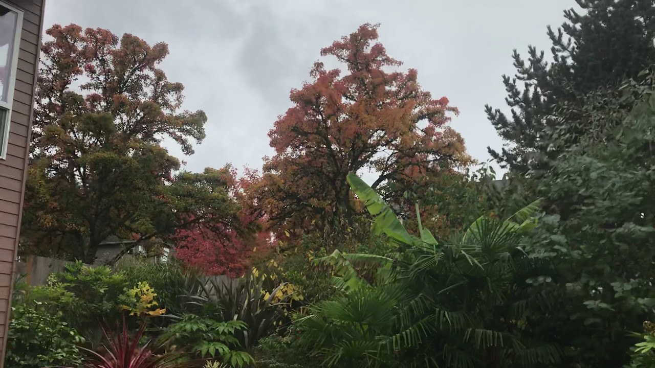 Fall color in an evergreen garden - YouTube