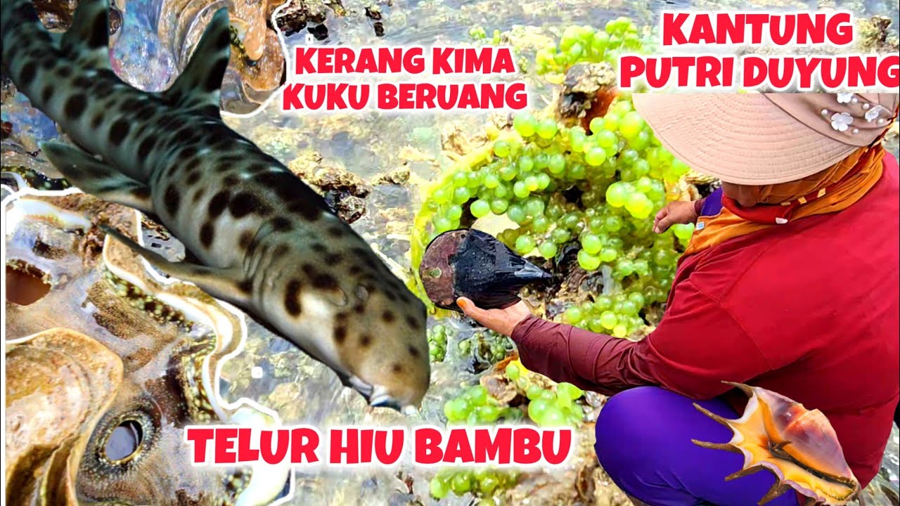 HIDDEN GEMS‼️Ketemu Kantung putri duyung di markas kerang kapak monster, ada Ranga,dan Caviar ...