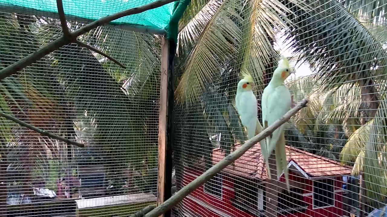 Terrace birds aviary - YouTube