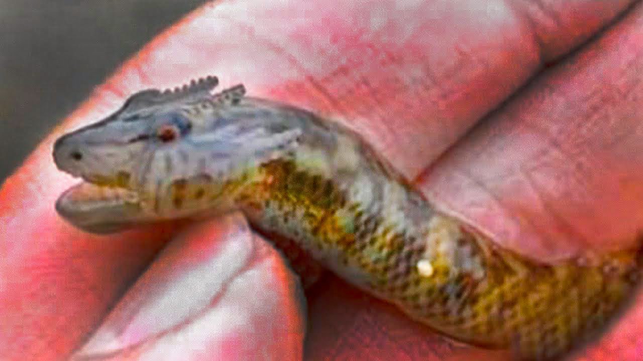 12 Photos Of Strange Animals You Probably Didn't Know Exist - YouTube