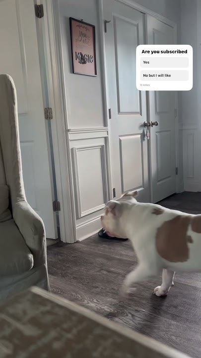 Leo practicing fetch - YouTube