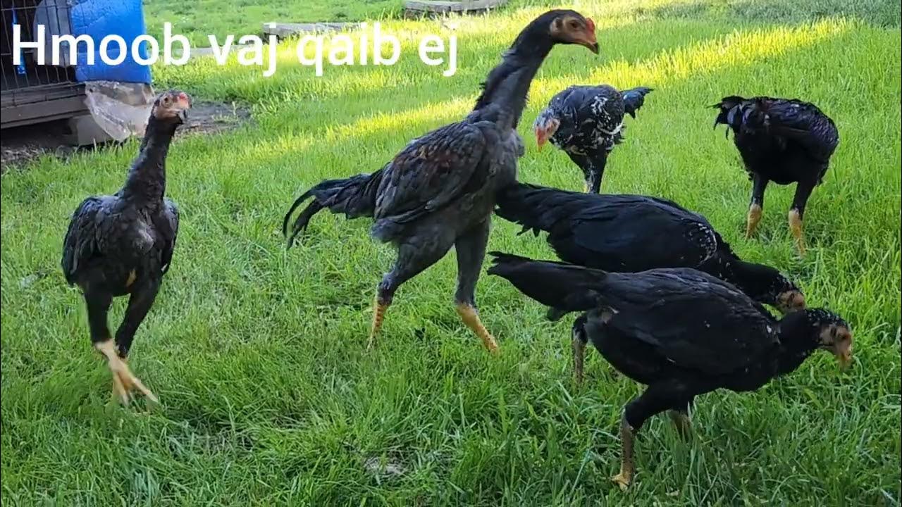 update me nyuam qaib ej rau cov phooj ywg tau saib ua si laug sij hawm - YouTube