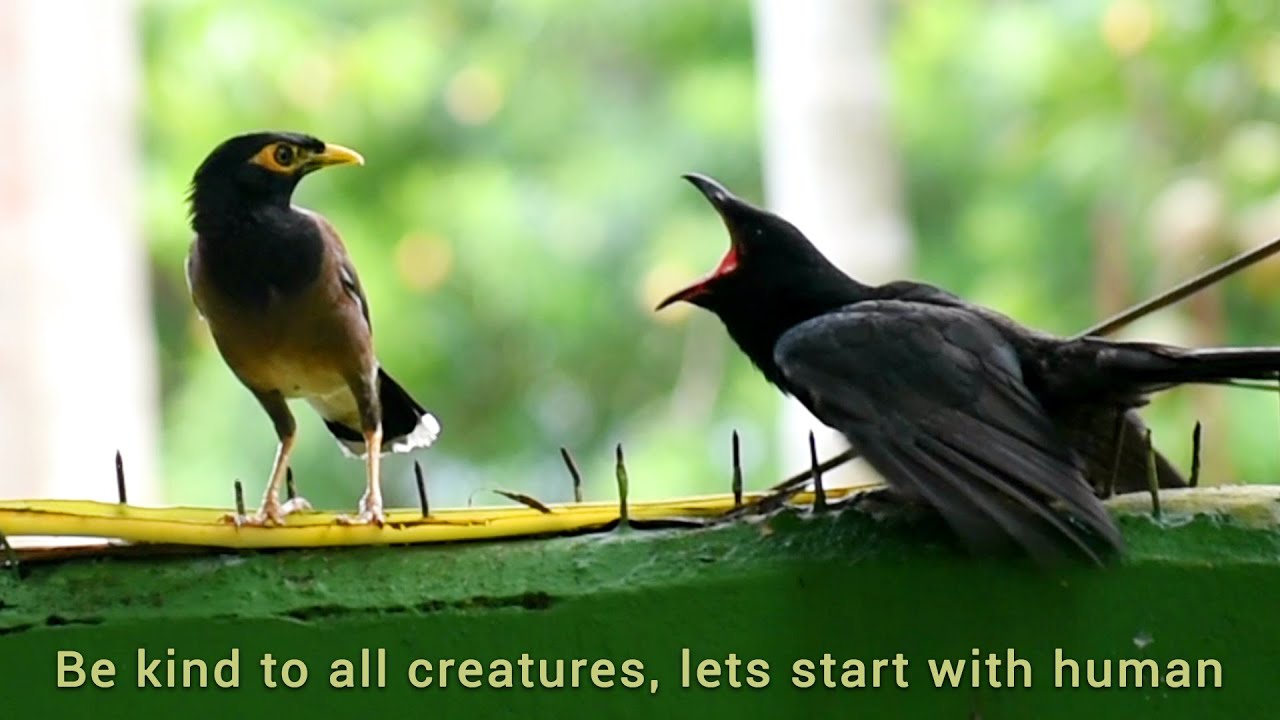 A beautiful moment captured | Myna (Salika Sorai) feeding a young Koel ...