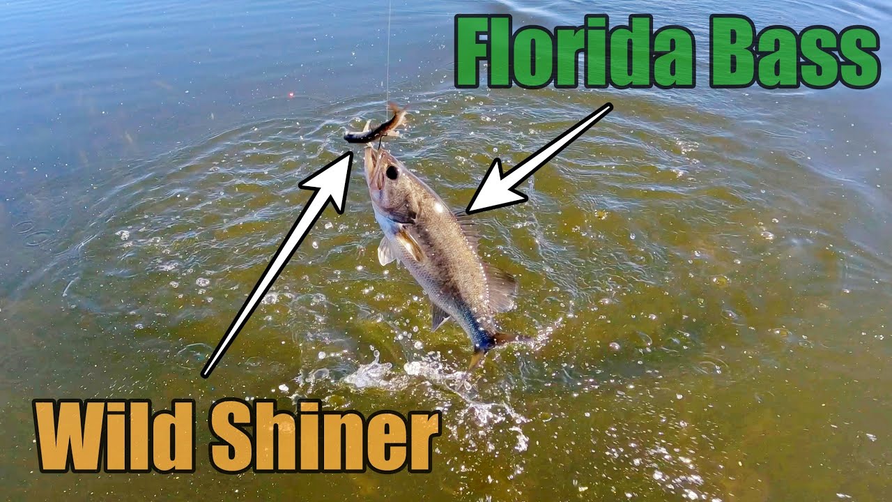 Catching Florida Bass on Wild Caught Shiners - YouTube