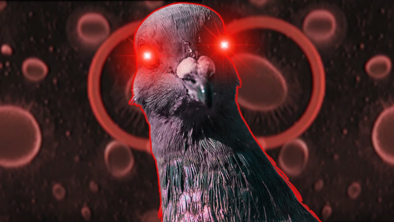 A PIGEON PARASITE? | 3 Analog Horror Videos (Reaction) - YouTube