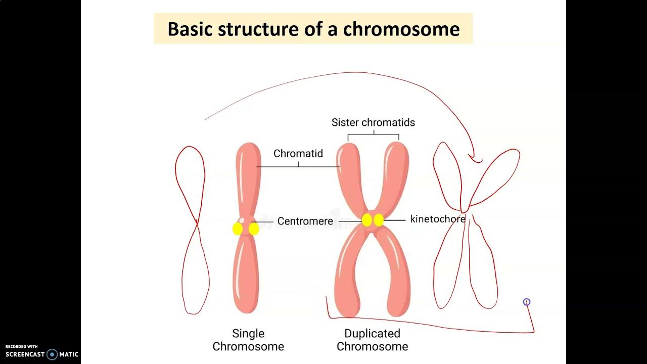 LECTURE CHAPTER 3 PART 3 - YouTube