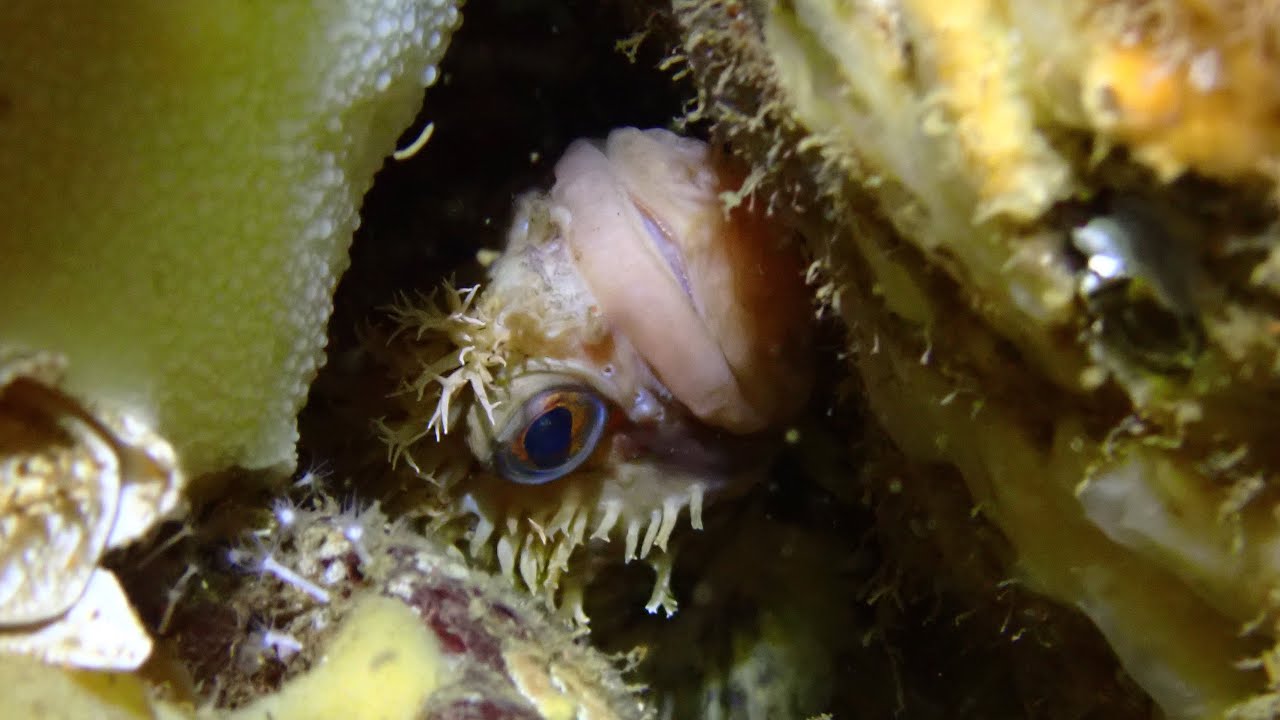 Campbell River Diving March 2024 - YouTube