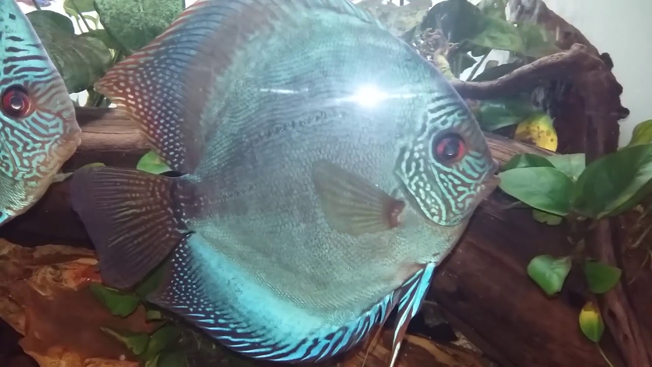 Дискусы от Doru Alexandru Năstăsescu - YouTube