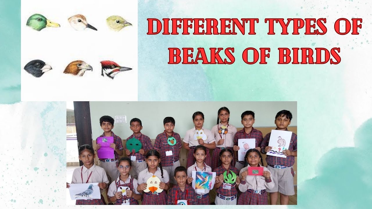Different types of beaks of birds | Science Activity | Presented by 4th ...