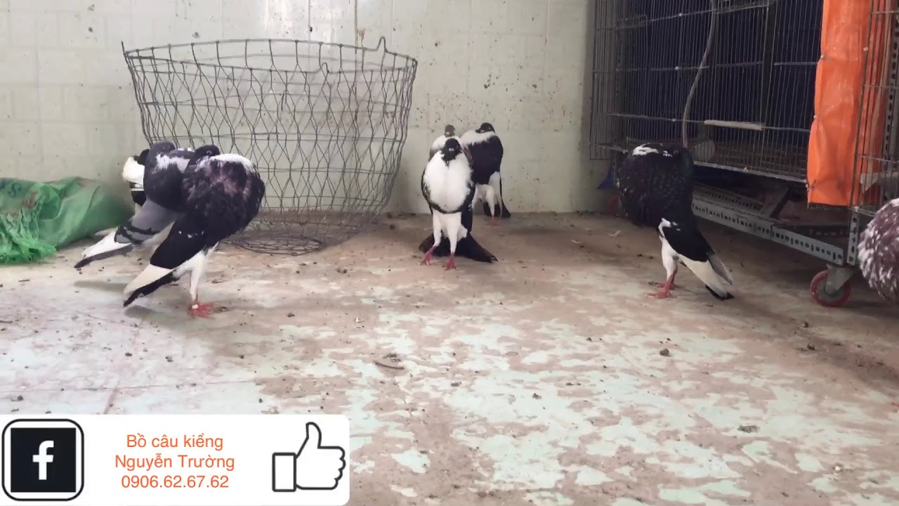 (103) Bồ câu thổi kèn, đọ dáng, quá đẹp. Norwich pouter. Bồ câu kiểng ...