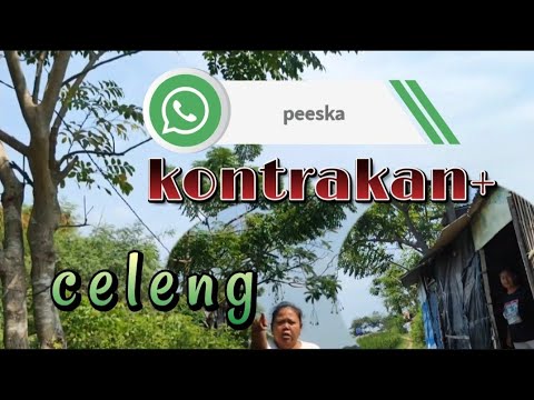 Kontrakan Celeng  Ngopi Konokan Sebrang Pasar Terminal Pamanukan Subang.