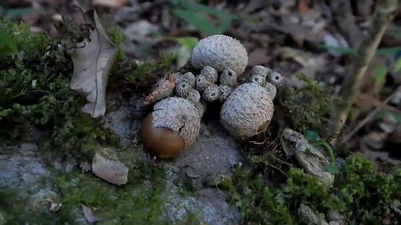 Sacred Forest @ Shilong Meghalaya - YouTube