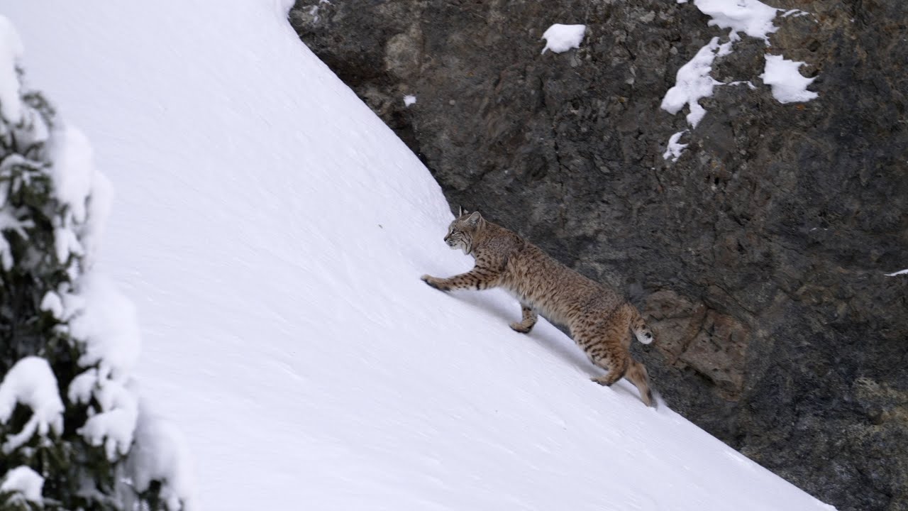 Bobcat on a Mule Deer kill - YouTube
