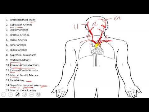 Drawing Blood Vessels on Blank Body Diagram - YouTube