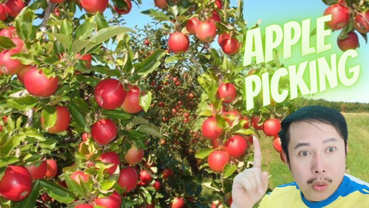 APPLE PICKING SEPT 18, 2022 - YouTube