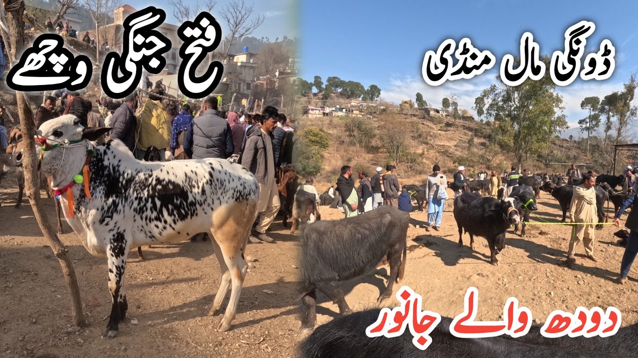 Weekly price update from the largest animal market of AJK || part 1 ...