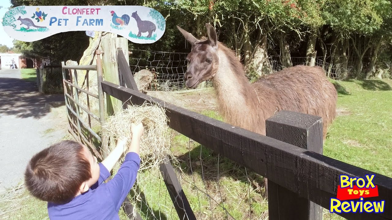 Pet Farm Animals visit Great day at Clonfert pet farm - YouTube
