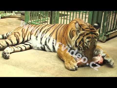 ČR - Praha - ZOO - zoologická - tygr - výběh - krmení - pavilon - šelma ...