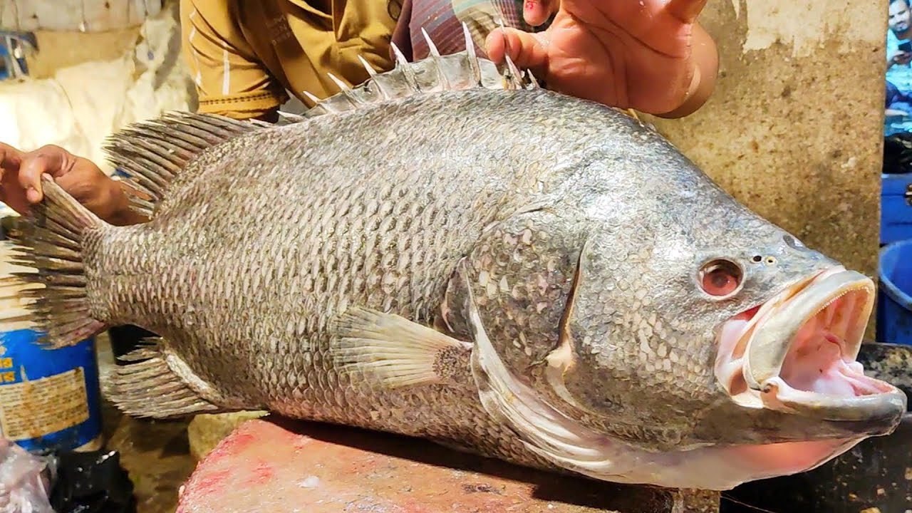 Amazing life fish cutting || Big Atlantic Tripletail Fish Cutting Skill ...