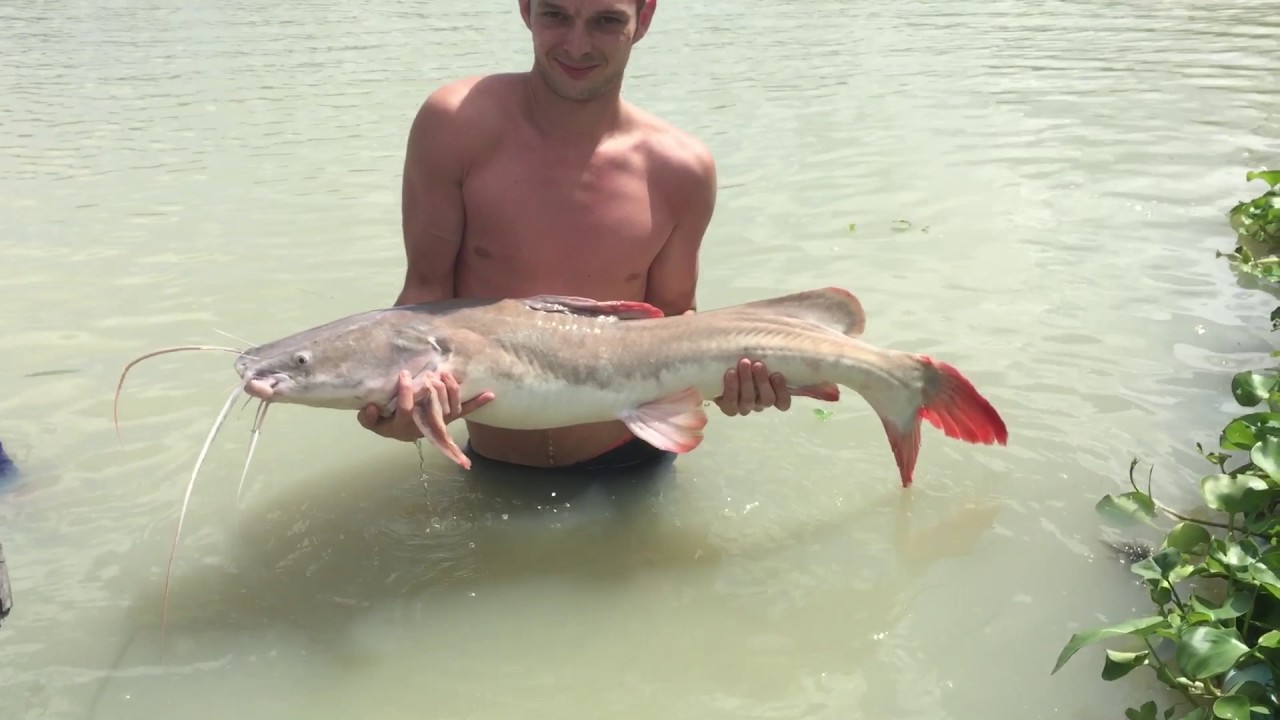 Asian red tail catfish topcats Thailand - YouTube