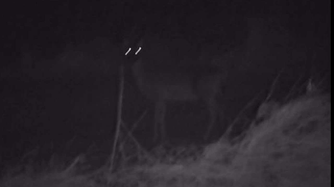 8969 stealth cam digital night vision , Spotted a Deer first time out ...