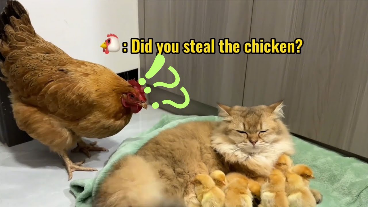 Cat Sneaks into Chicken Coop for a Nap, Hilarious Reaction When Hen ...