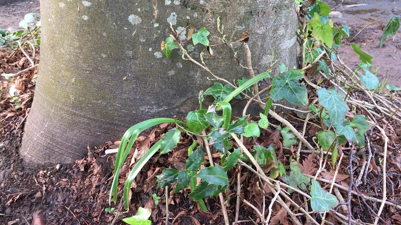 Fern-leaved Beech (Fagus sylvatica 'Asplenifolia') - base of tree ...