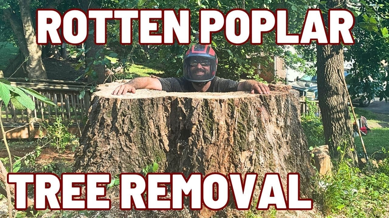 Big Rotten Poplar Tree Removal - YouTube