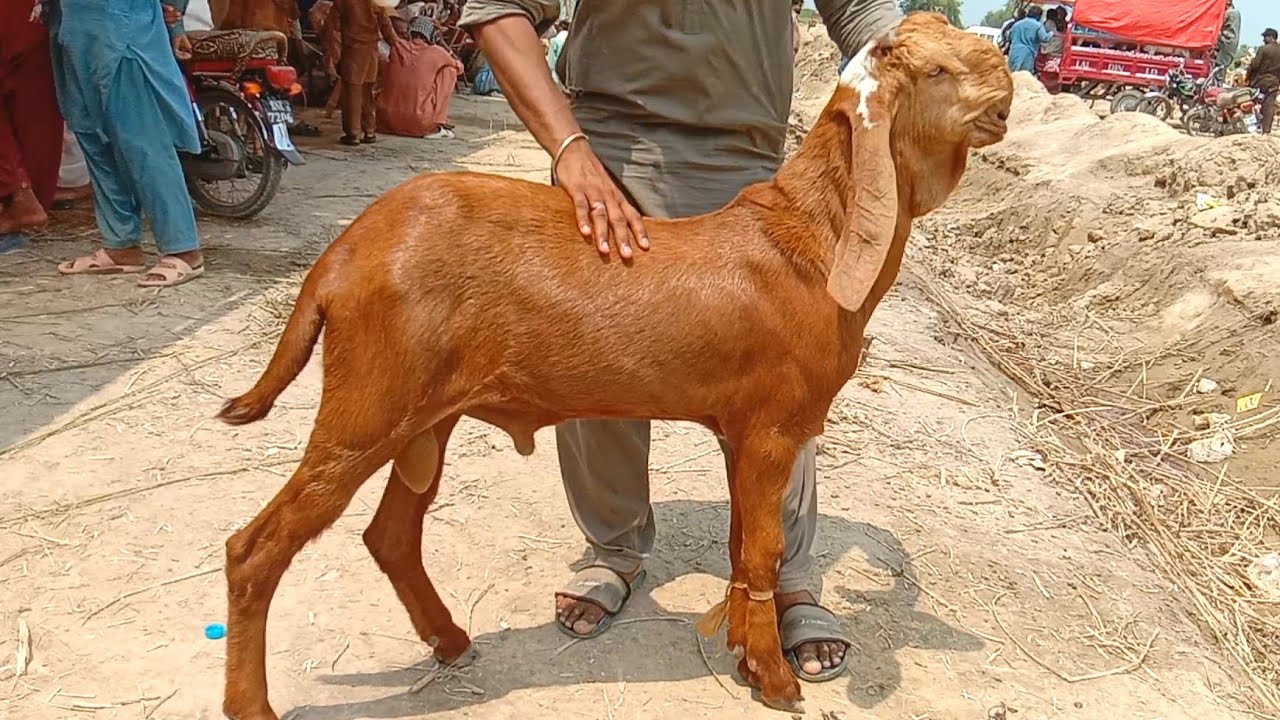 bakra Mandi 2024 makhi cheeni bakra pakistan 03086171529 - YouTube