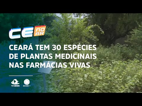 Ceará tem 30 espécies de plantas medicinais nas farmácias vivas