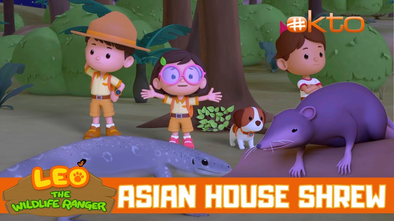 Why are ASIAN HOUSE SHREW all lined up? | Leo the Wildlife Ranger ...