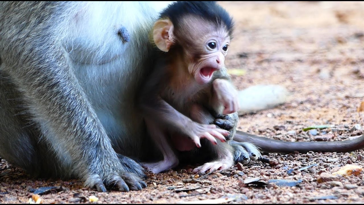 Real Super cute So Much Adorable BB Monkey Aria. Love Her Smile With ...